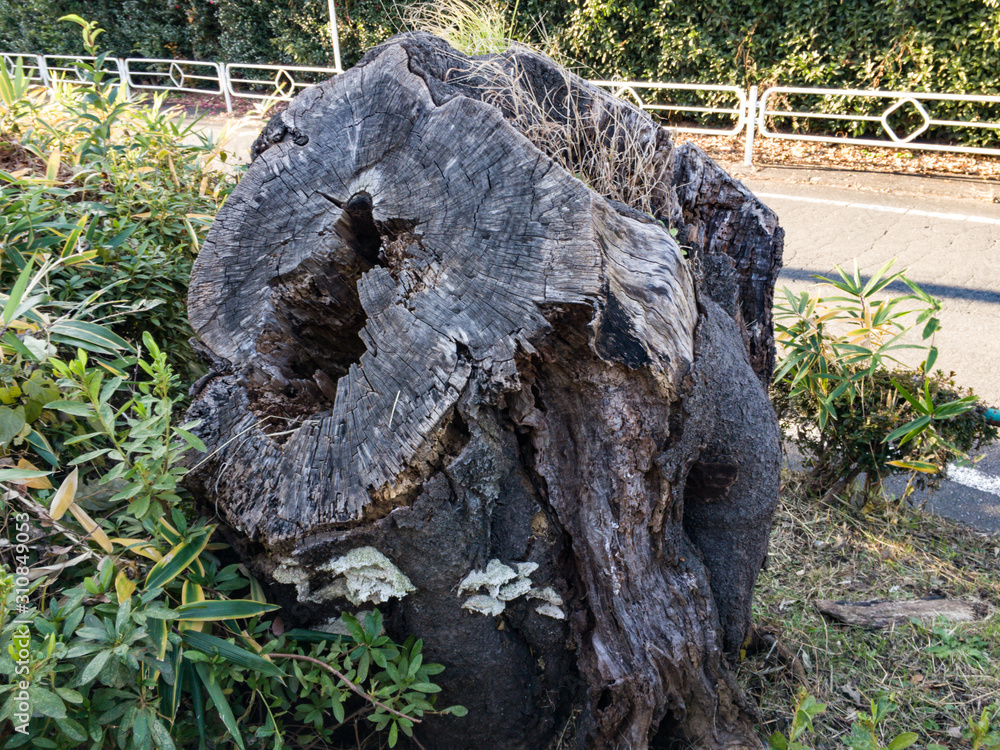 A cherry tree 40 years after logging. The stump looks lonely or ugly. A ...