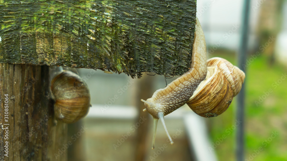 3 year old snail sits on logs on a snail farm. Helix Aspersa Muller ...