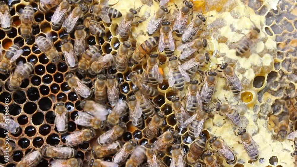 Honey combs with nectar, pollen, honey and bees.. Color harmony and ...