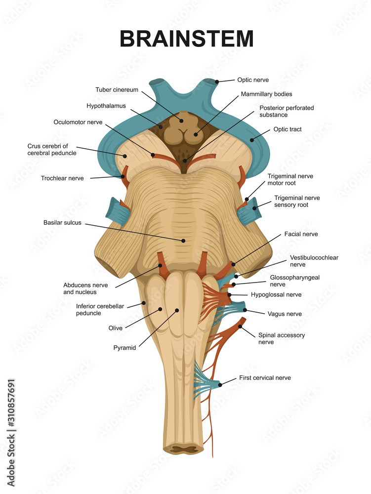 Ventral Brain Anatomy