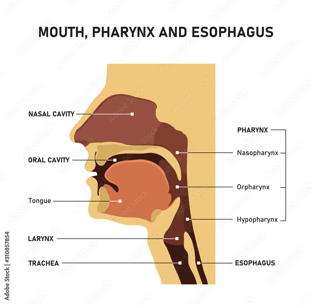 Mouth, pharynx and esophagus. Stock Vector | Adobe Stock