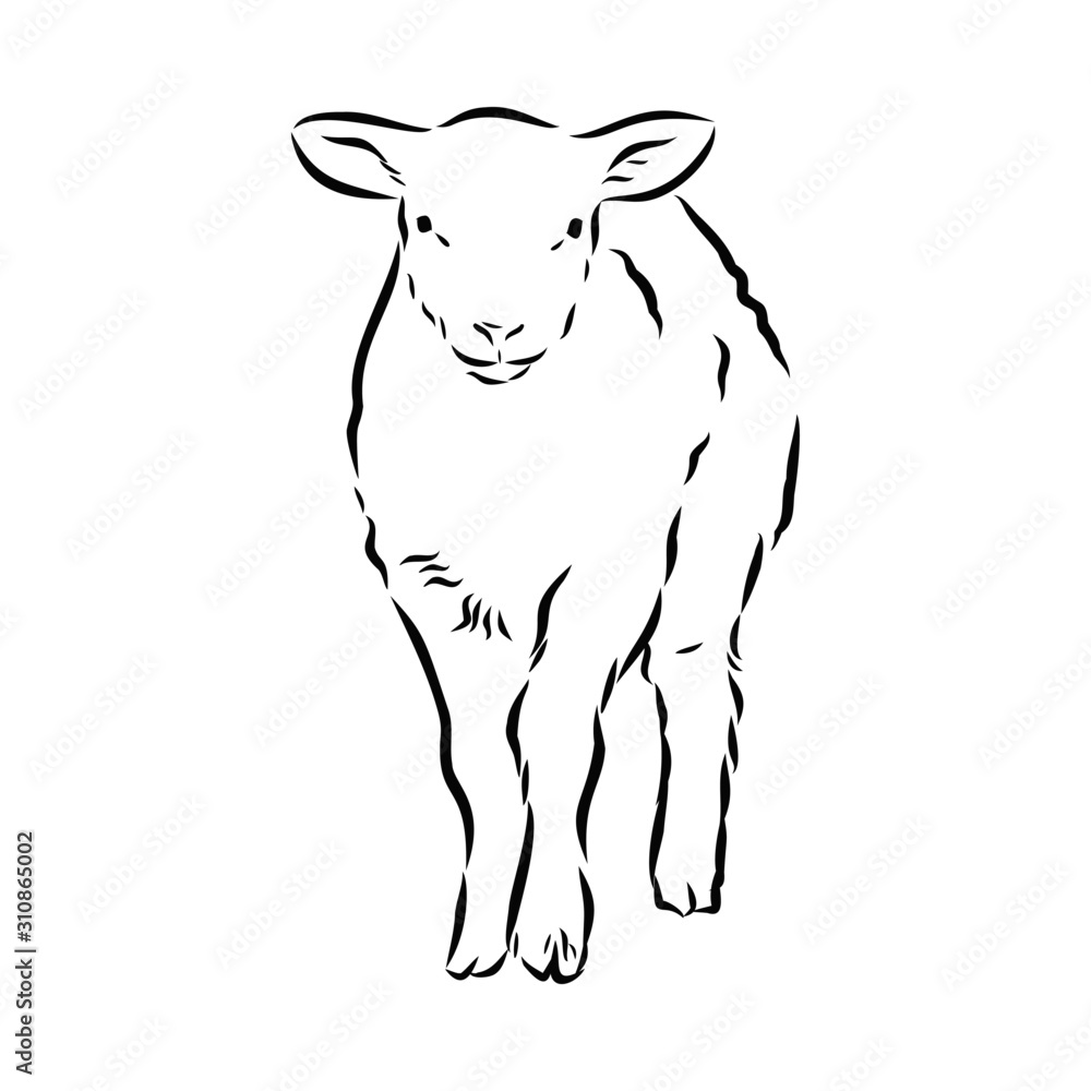 vector illustration of a lamb Stock Vector | Adobe Stock