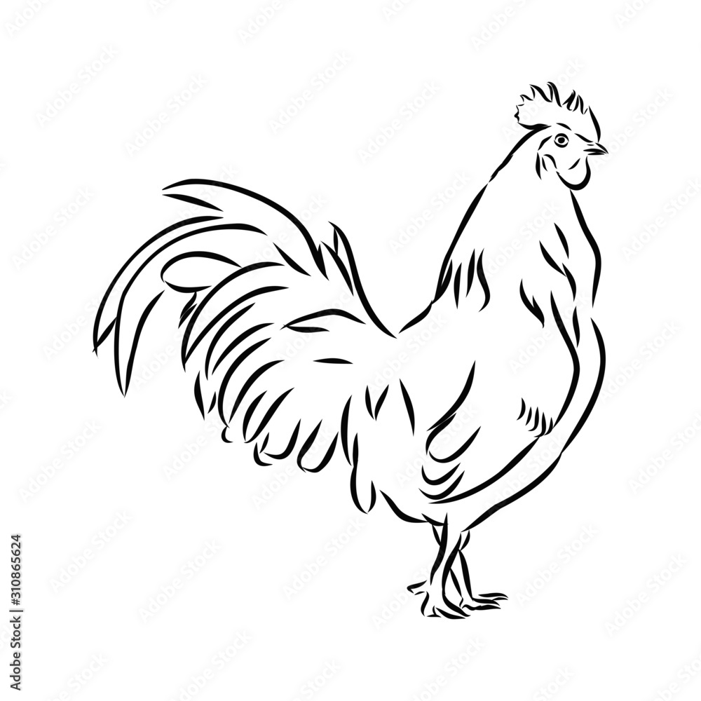 rooster isolated on white background Stock Vector | Adobe Stock