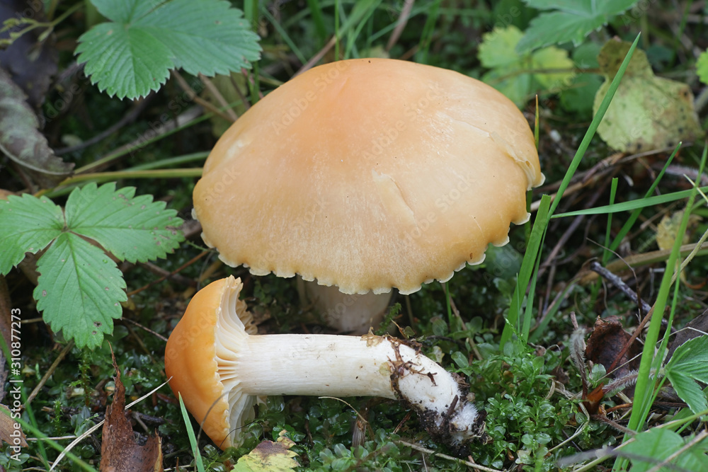 Foto de Cuphophyllus pratensis, known as meadow waxcap, meadow waxy cap ...