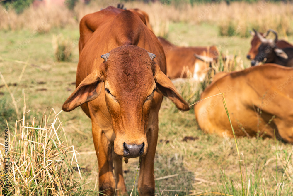calf of Indian sacred humpback cow zebu in the meadow Stock Photo ...