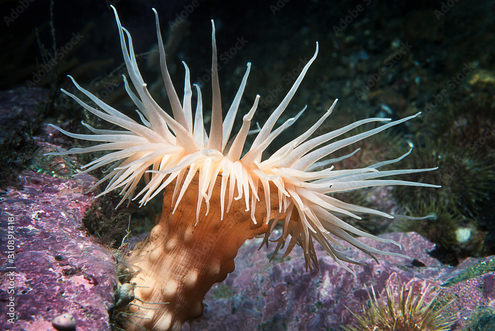 Nodular anemone underwater in the St.Lawrence River in Canada Stock ...