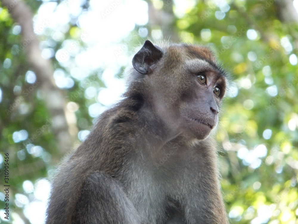 Philippine long-tailed macaque (Macaca fusicularis), Bohol, The ...