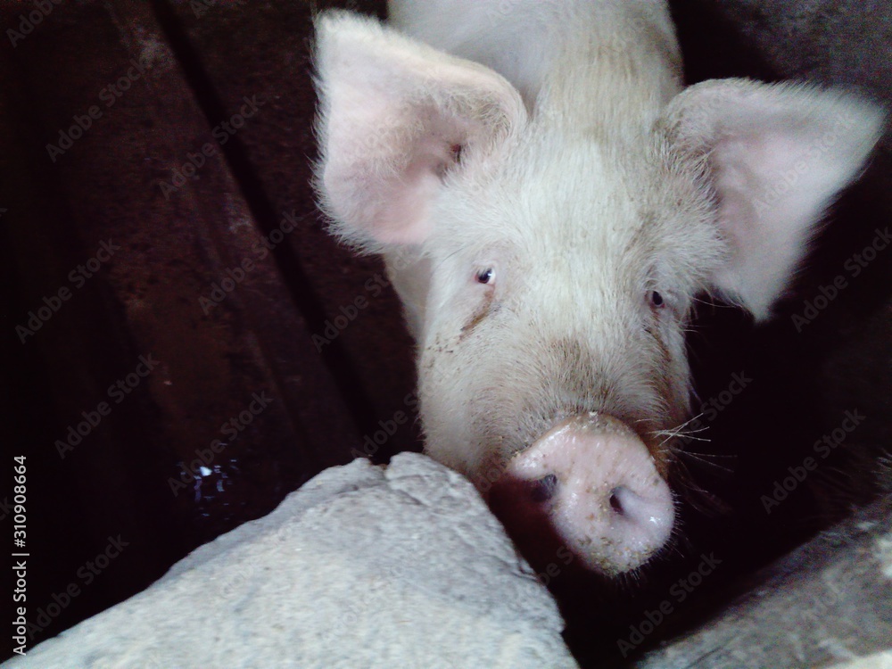Pig in the stall. A dirty barn where animals are kept. Piglet with a ...