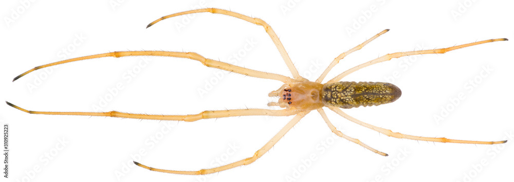 The long jawed spider Tetragnatha striata is a genus of long-jawed orb ...