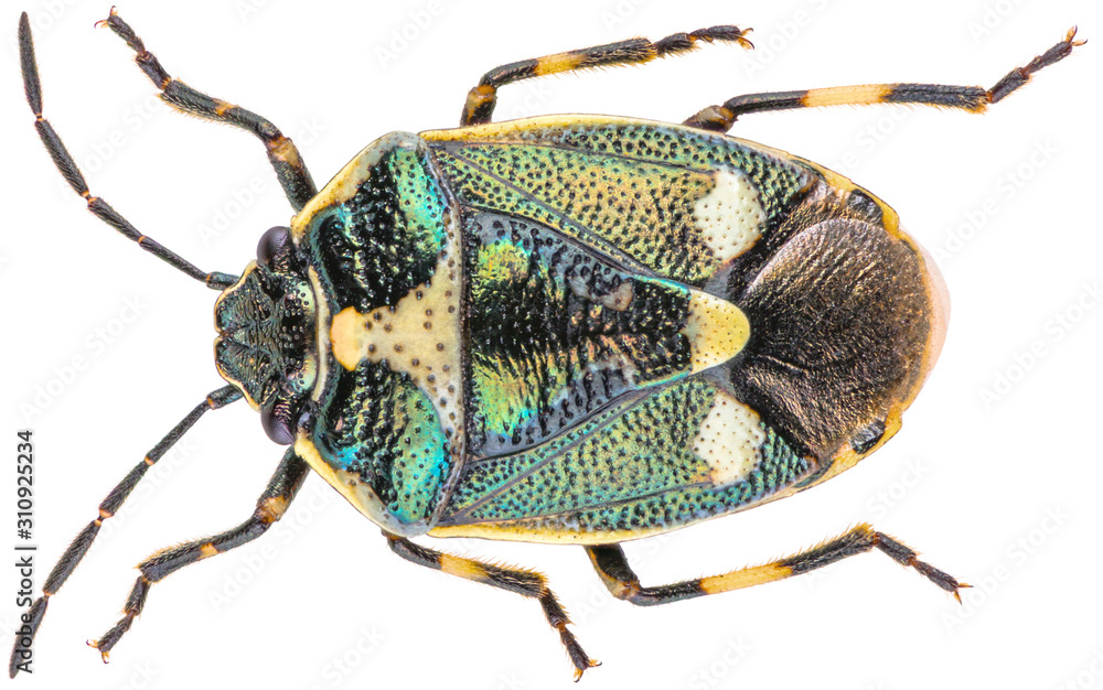 Eurydema oleracea is a species of shield bug in the family Pentatomidae ...