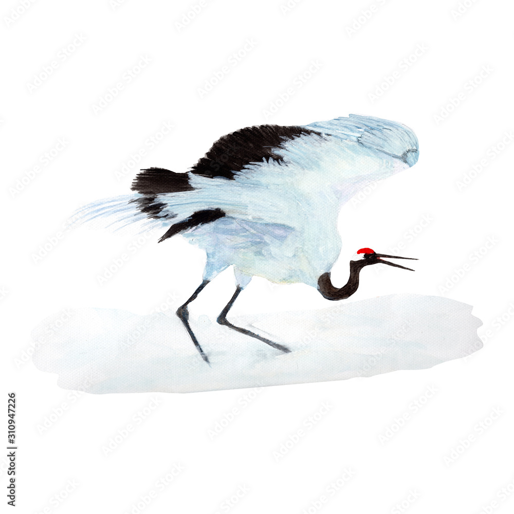 Crane drawn sketch and watercolor illustrations. Watercolor painting ...