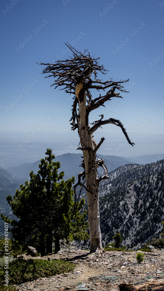 Special tree in Los Angeles National Forest Stock Photo | Adobe Stock