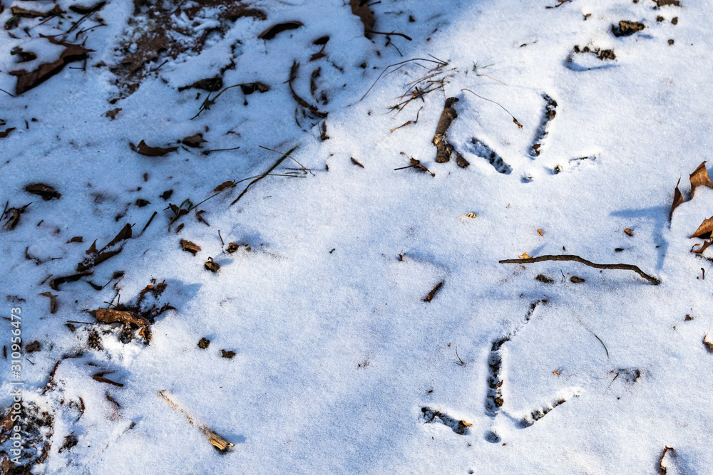 Wild Turkey Tracks