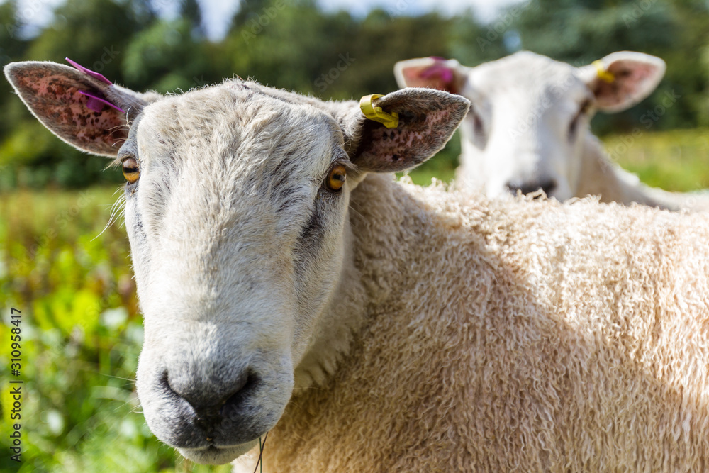 Lleyn sheep in the Scottish highlands Stock Photo | Adobe Stock