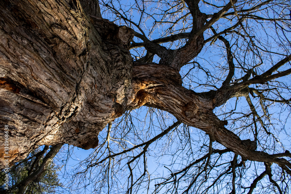 Looking up a tree with many branches Stock Photo | Adobe Stock