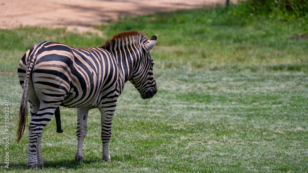 Zebra with its back to camera full body shot Stock Photo | Adobe Stock