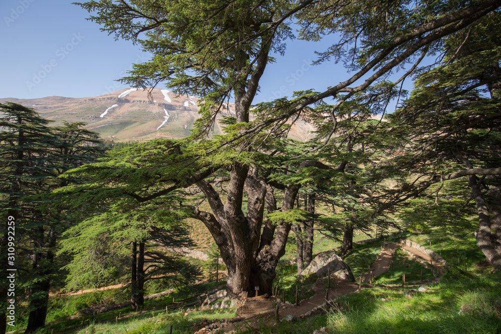 Lebanon cedar. The Cedars of God located at Bsharri, are one of the last vestiges of the ...