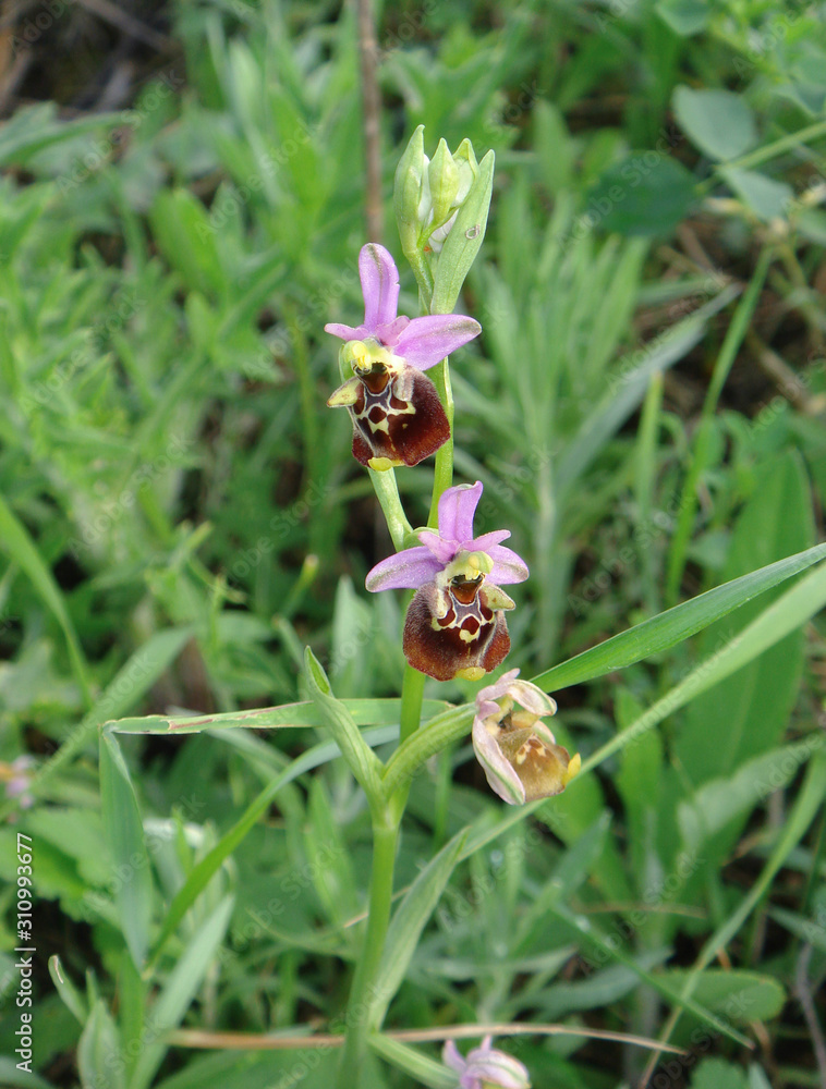 Ophrys apifera Stock Photo | Adobe Stock