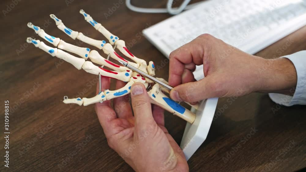 Skeleton model of a hand. Specialist showing the work of hand joints by ...