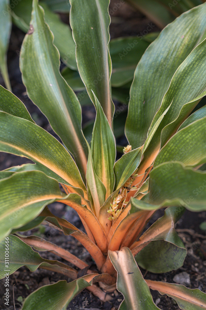 Close up orange bromeliads flower in a garden.The bromeliads are a ...