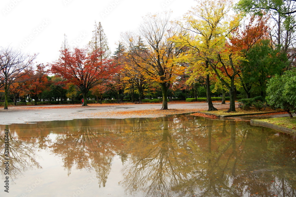 水溜まりのある冬の雨上がりの公園風景 Stock Photo | Adobe Stock
