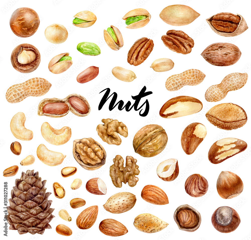 Nuts big set composition watercolor isolated on white background Stock ...