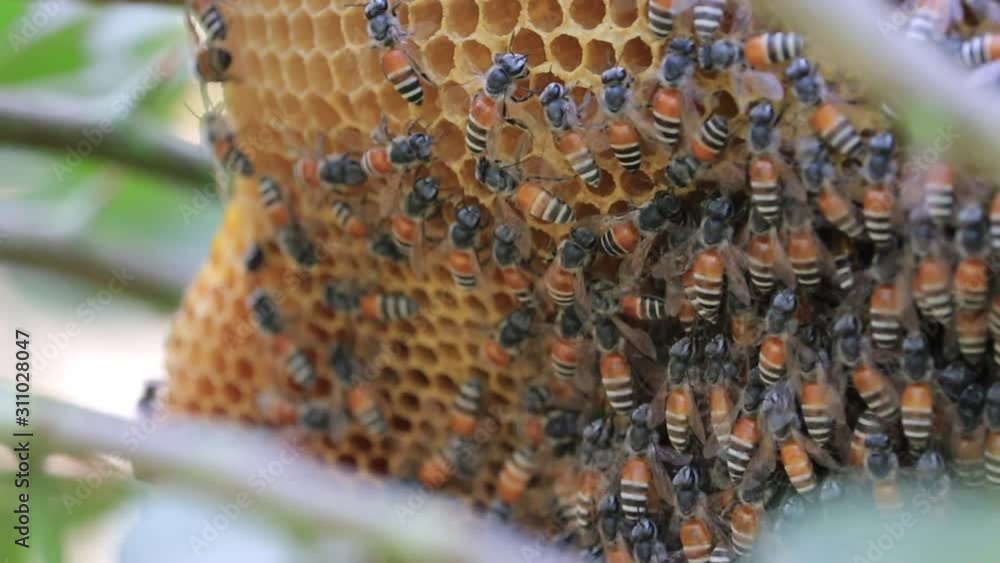 Close up view of the working bees on honey cells.Mistress bee colonies ...