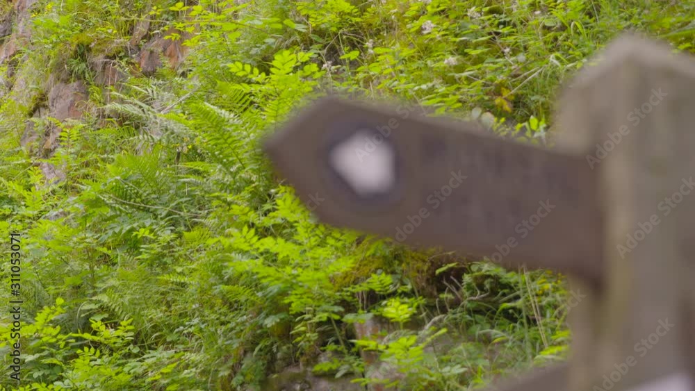 Medium low angle tracking focus still shot of valley fern plants, and ...