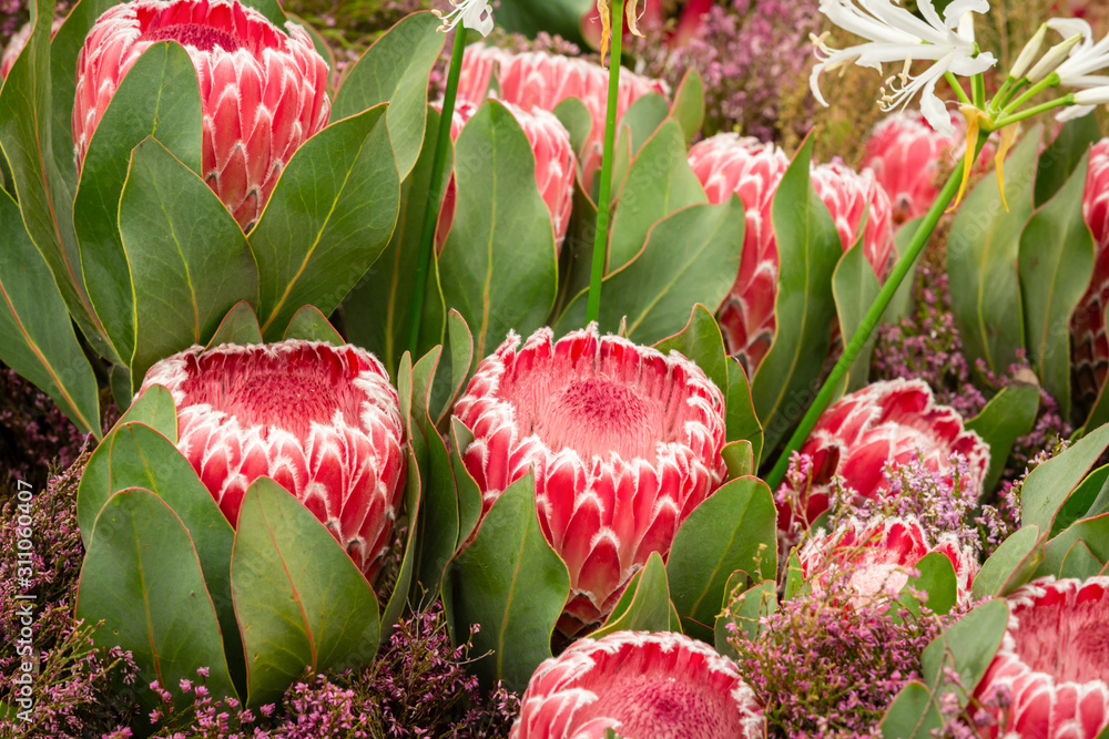 Proteus Flower Display National Flower of South Africa Stock Photo ...
