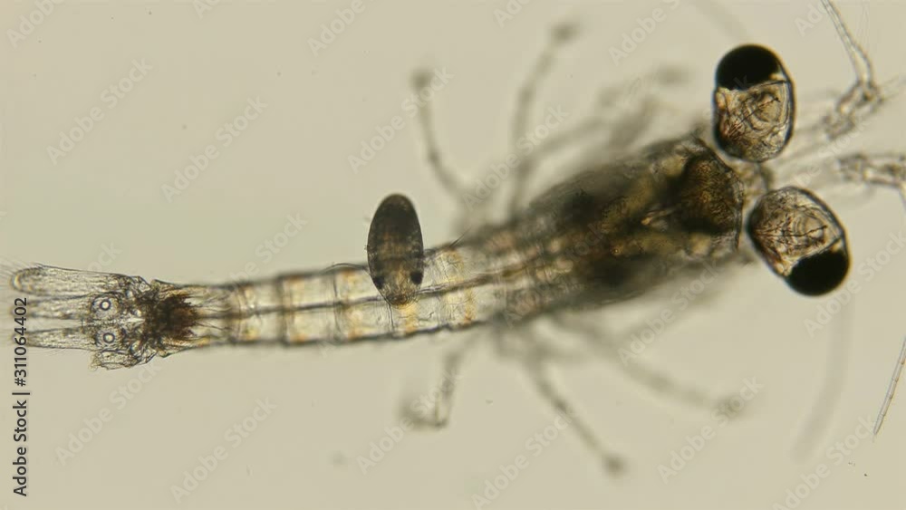 Mizida shrimp and the parasitic Isopoda larva under a microscope, at ...