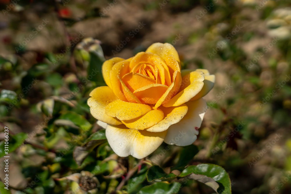 Golden Scepter rose flower in the field. Scientific name: Rosa ' Golden ...