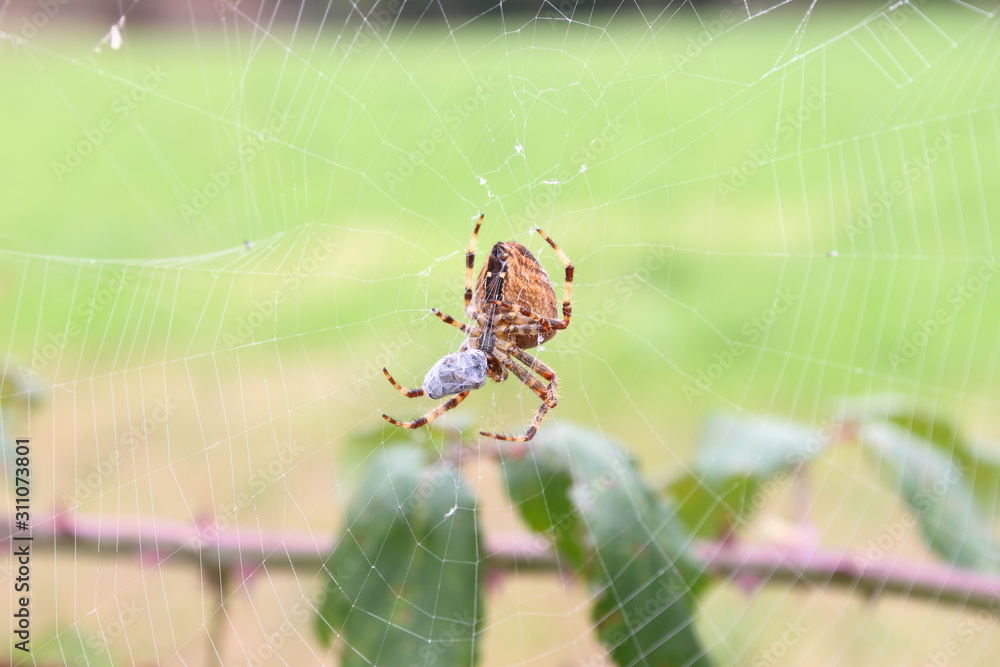 Araña envolviendo su comida Stock Photo | Adobe Stock