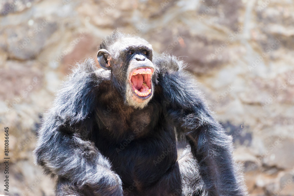 Angry chimp showing the teeth Stock Photo | Adobe Stock
