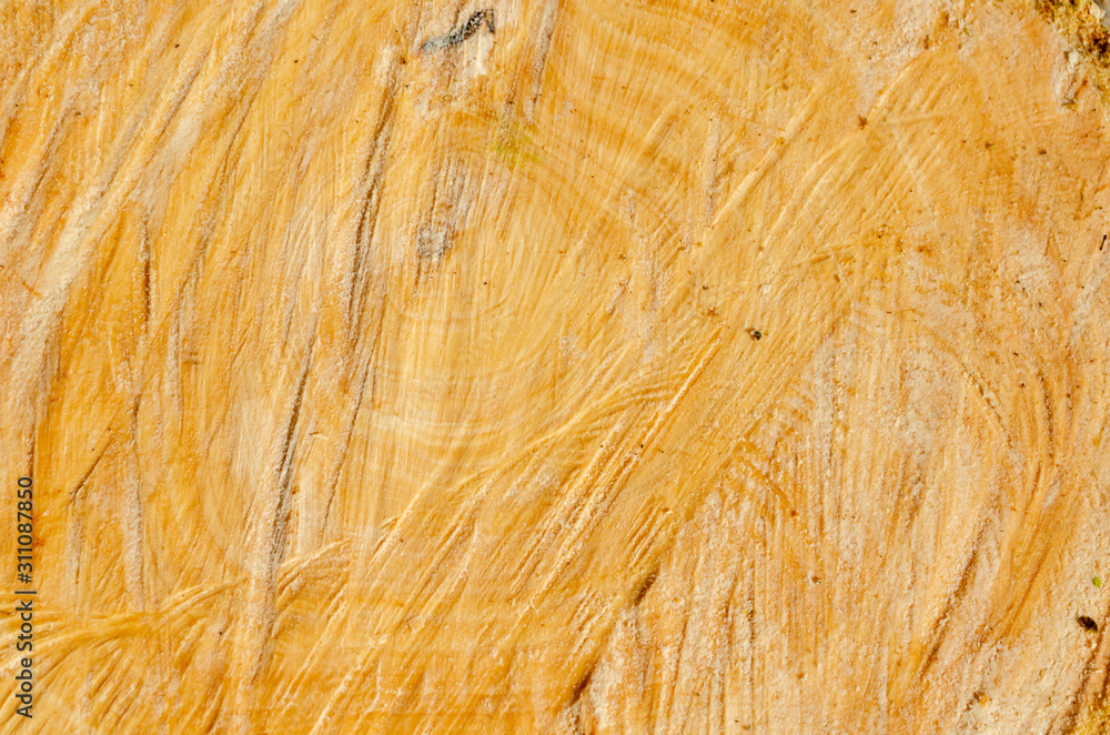 Terminalia Catappa Wood Texture Stock Photo | Adobe Stock