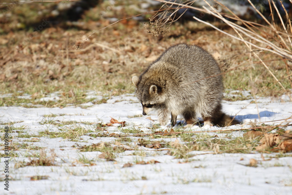 Rabid Raccoon foaming at the mouth. While this particular raccoon may ...