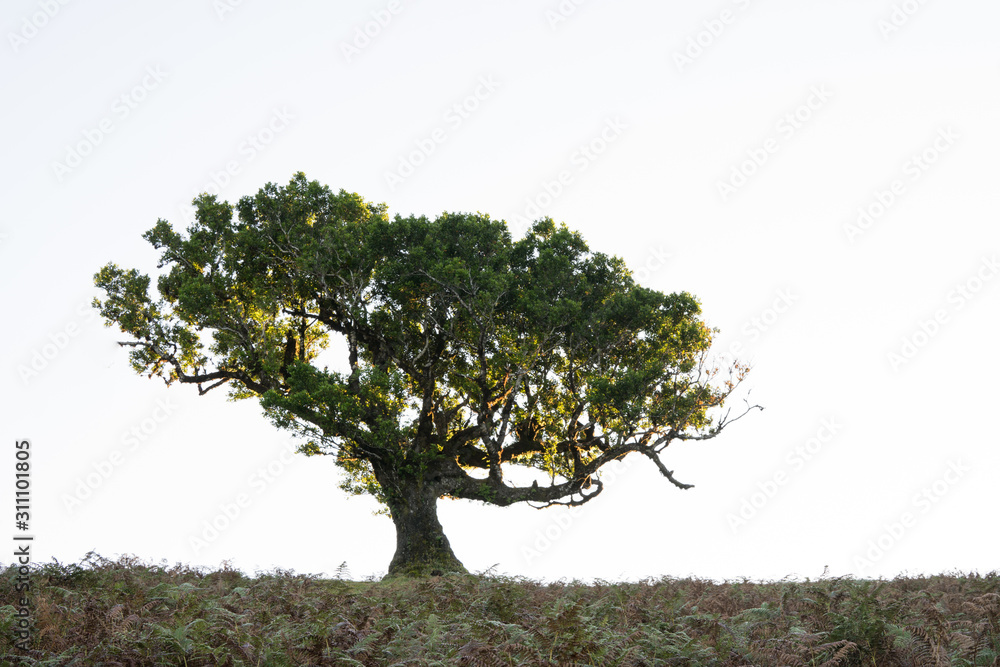 Mystical curved trees in Fanal a place of rare beauty in the middle of ...