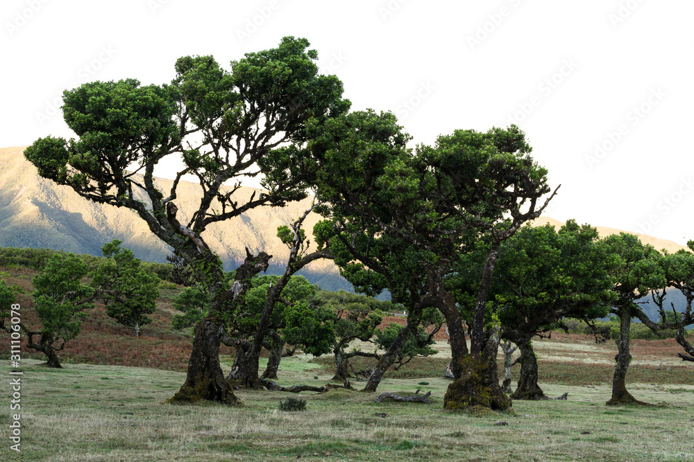 Mystical curved trees in Fanal a place of rare beauty in the middle of ...
