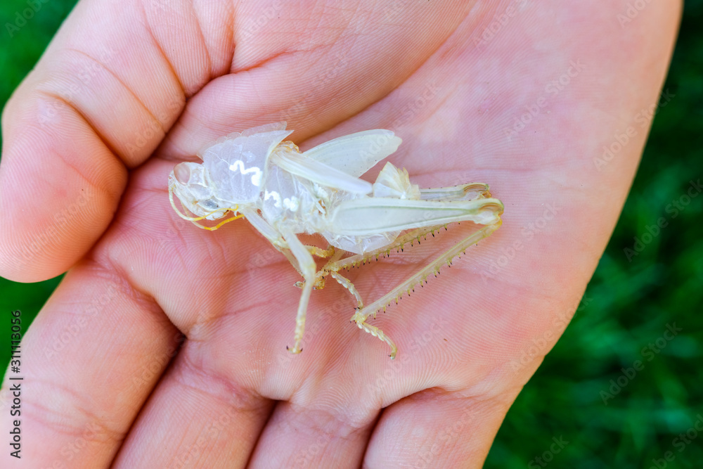 Exoskeleton of a grasshopper to study the life cycle of an insect ...