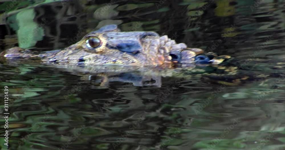 Black Caiman, Brazil: The River of the Dead, Xingu River, the Pantanal ...