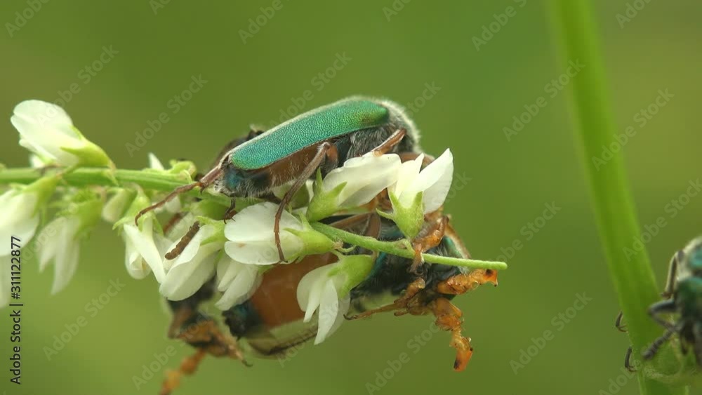 Courtship rituals of insects and Mating Cerocoma is Palearctic genus of ...