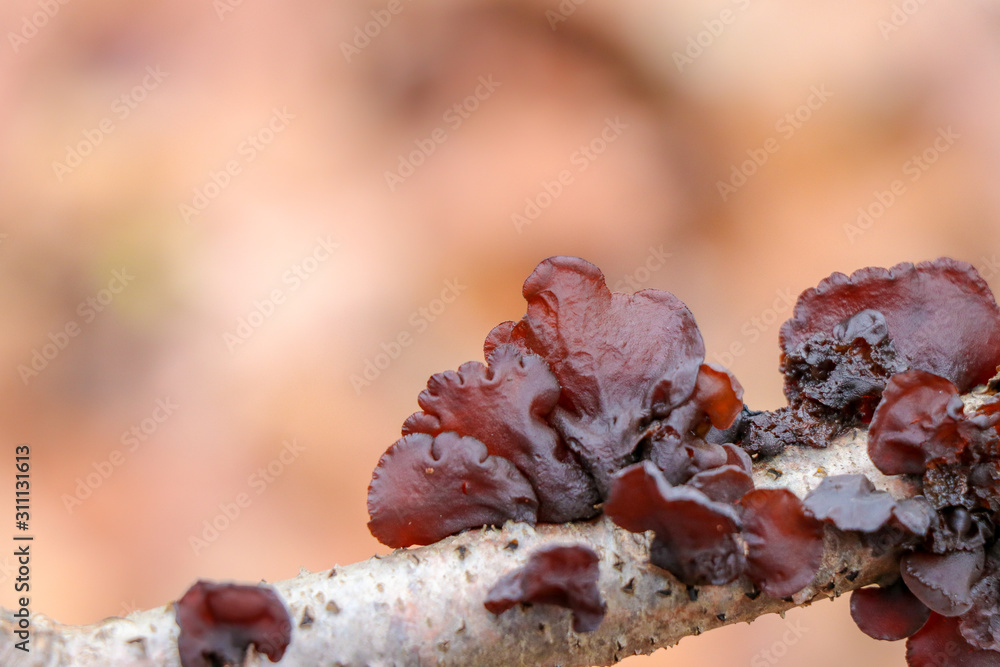 Amber jelly roll (Exidia recisa) fungus growing on a tree branch Stock ...