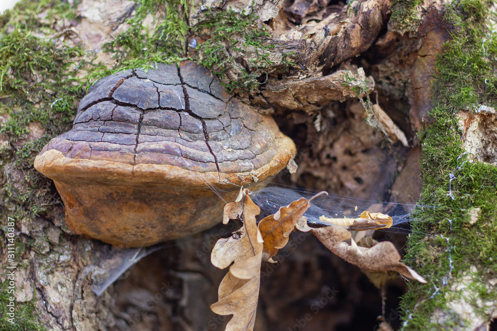 Mushrooms,the Fungus developing on the wood damaged by disease.to ...
