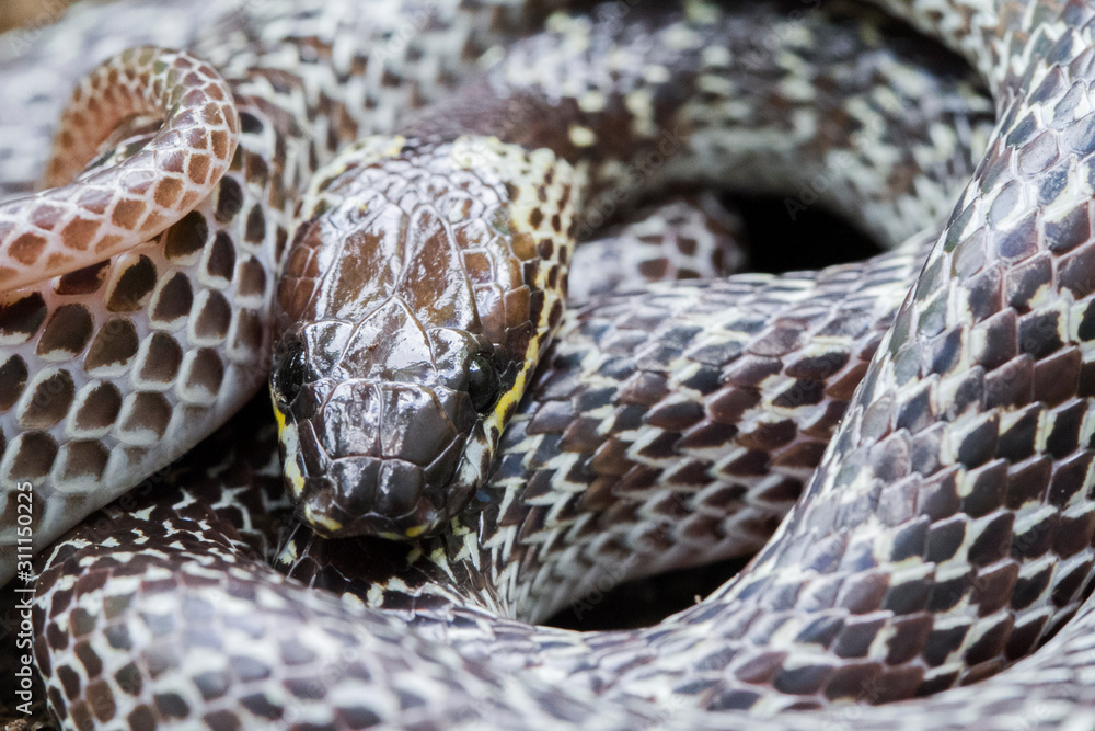 Oriental wolfsnake (Lycodon capucinus) found in tropical forest Though ...