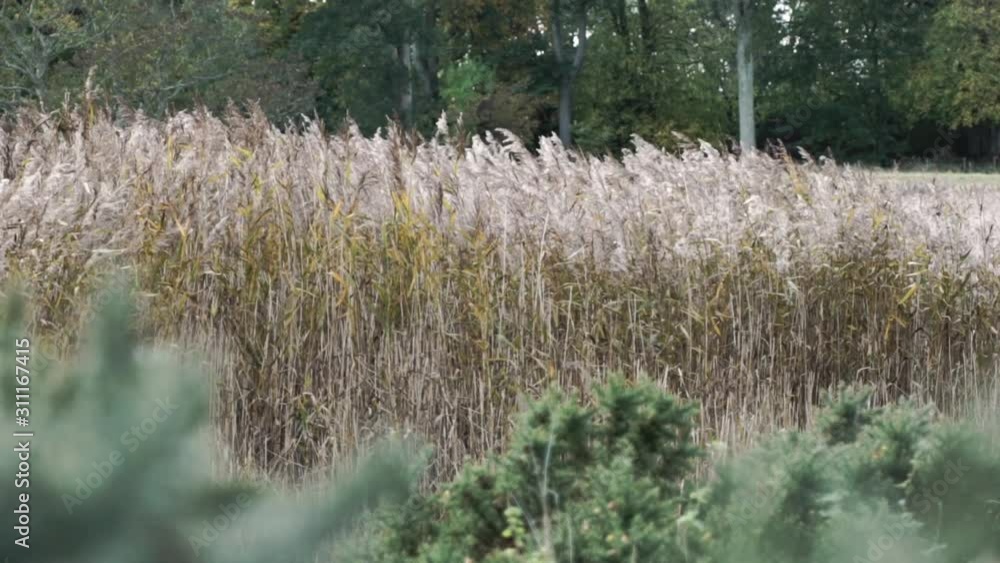 Reeds blowing in the wind in slow motion. The reeds flow in unison from ...