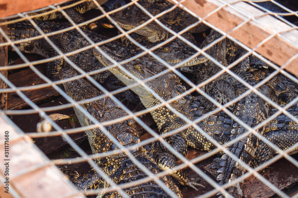 Young alligators hold in a cage prison to be sold for skin and meat in ...