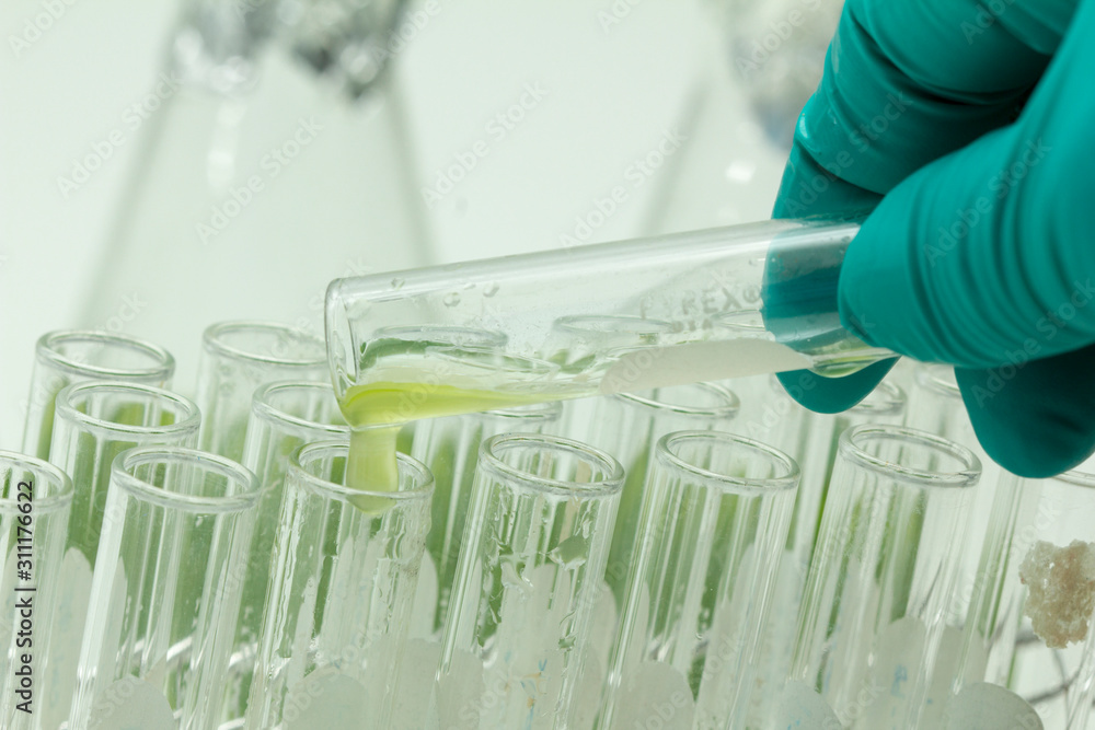 Marine plankton or Microalgae culture into a test tube in laboratory ...