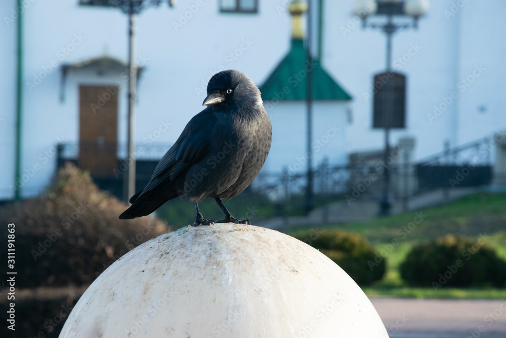 Sitting Crow Design