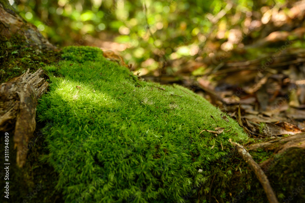 Green moss is growing at the root of the tree. Moss texture in nature ...