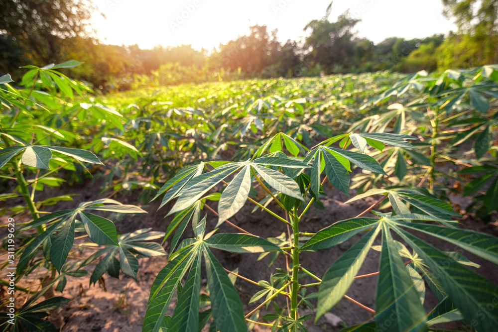 Tapioca farm, potato farm, tapioca plantation, agriculture background ...