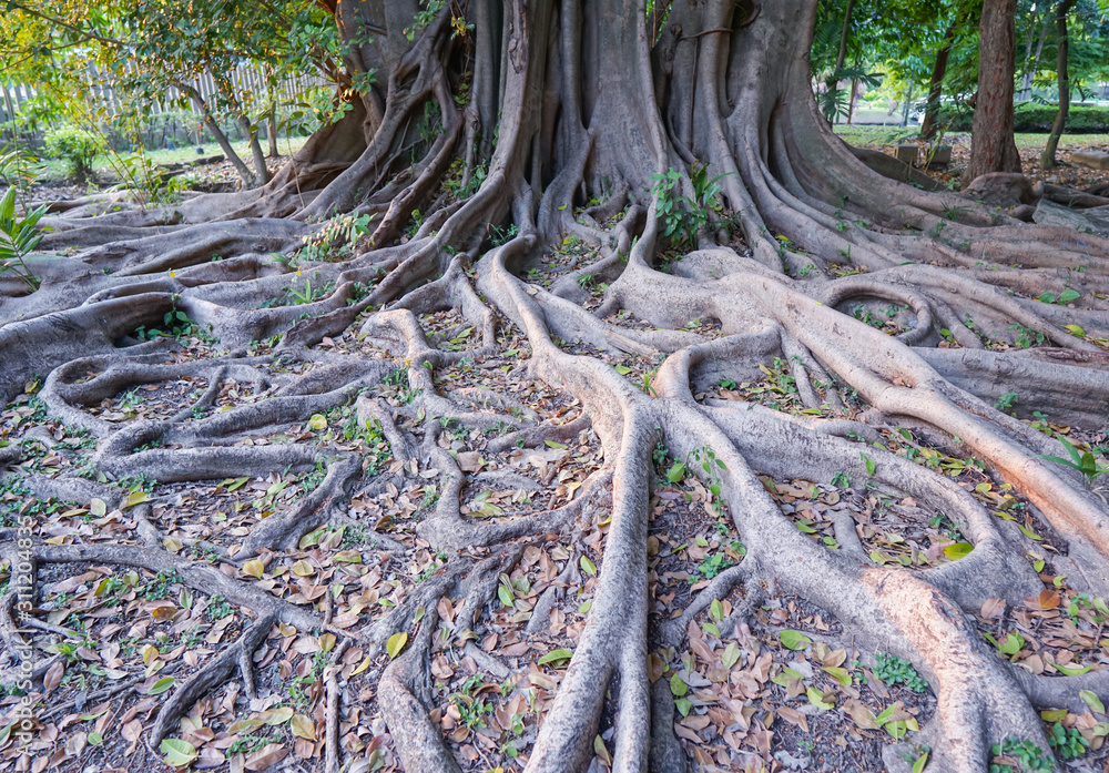 Tree roots above the ground in the forest Stock Photo | Adobe Stock